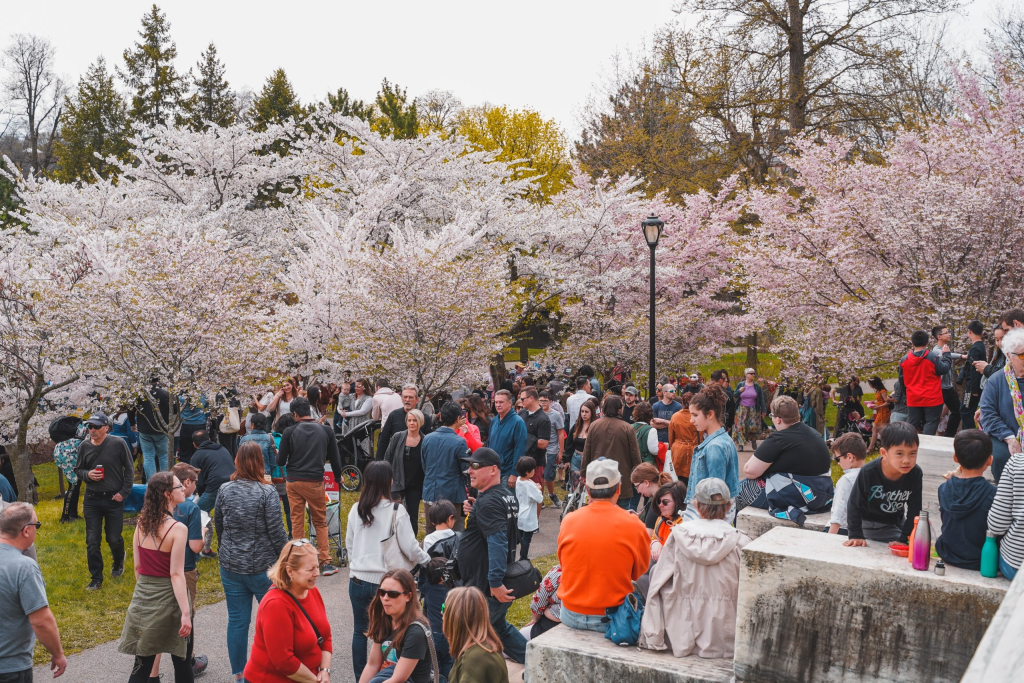 Event: 13th Annual Buffalo Cherry Blossom Festival - Visit Buffalo